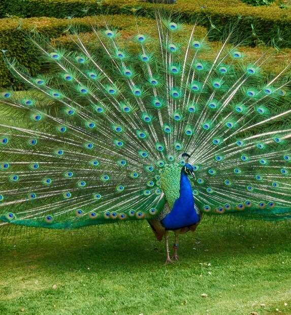 ಹಾವುಗಳನ್ನು ಕಂಡರೆ ನವಿಲಿಗೆ ಯಾಕಿಷ್ಟು ದ್ವೇಷ? ಇದು ನಿಮಗೆ ಗೊತ್ತಿಲ್ಲದ ರಹಸ್ಯ ...