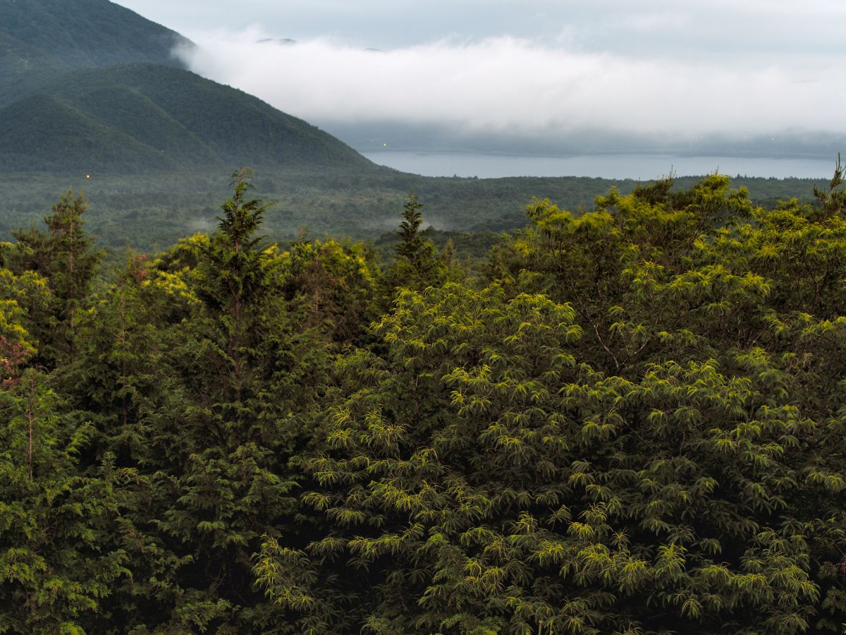 Most Trees Countries: ವಿಶ್ವದಲ್ಲಿ ಅತಿ ಹೆಚ್ಚು ಮರಗಳನ್ನು ಹೊಂದಿರುವ ದೇಶ ...