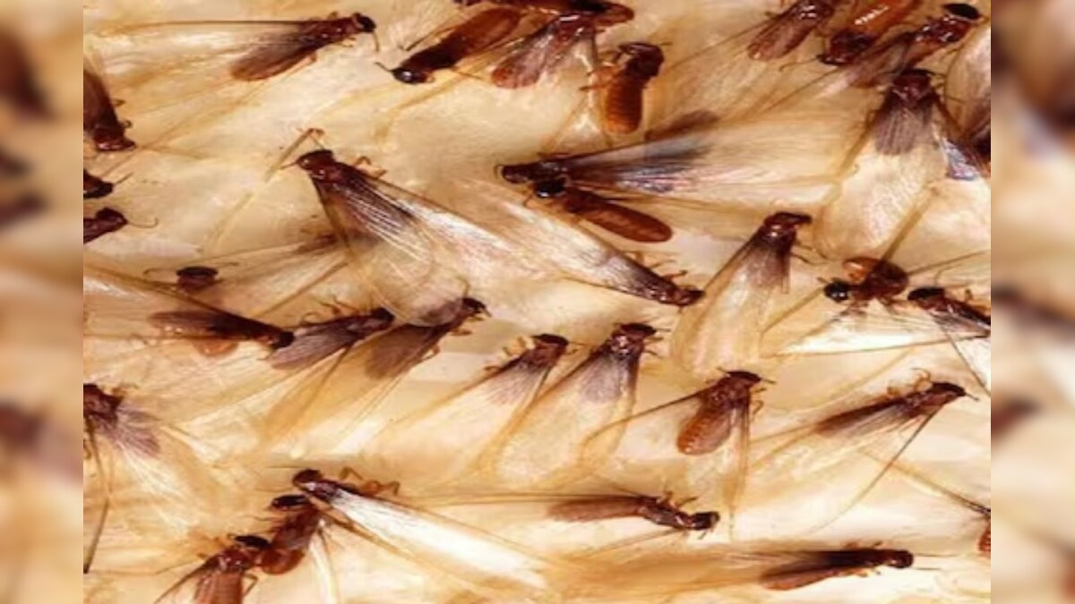 ಮಳೆ ಬಂದಾಗ ಈಚಲು ಹುಳು ಮನೆ ತುಂಬಾ ಹಾರಾಡುತ್ತಾ? ಡೋಂಟ್ ವರಿ, ಈ ಕೆಲಸ ಮಾಡಿದ್ರೆ ...