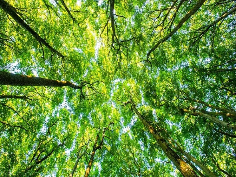 Most Trees Countries: ವಿಶ್ವದಲ್ಲಿ ಅತಿ ಹೆಚ್ಚು ಮರಗಳನ್ನು ಹೊಂದಿರುವ ದೇಶ ...