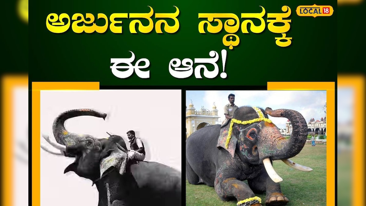 Arjuna Elephant: ಮೈಸೂರು ದಸರಾದಲ್ಲಿ ಅರ್ಜುನನ ಸ್ಥಾನವನ್ನು ತುಂಬಲಿದೆ ಈ ಆನೆ ...
