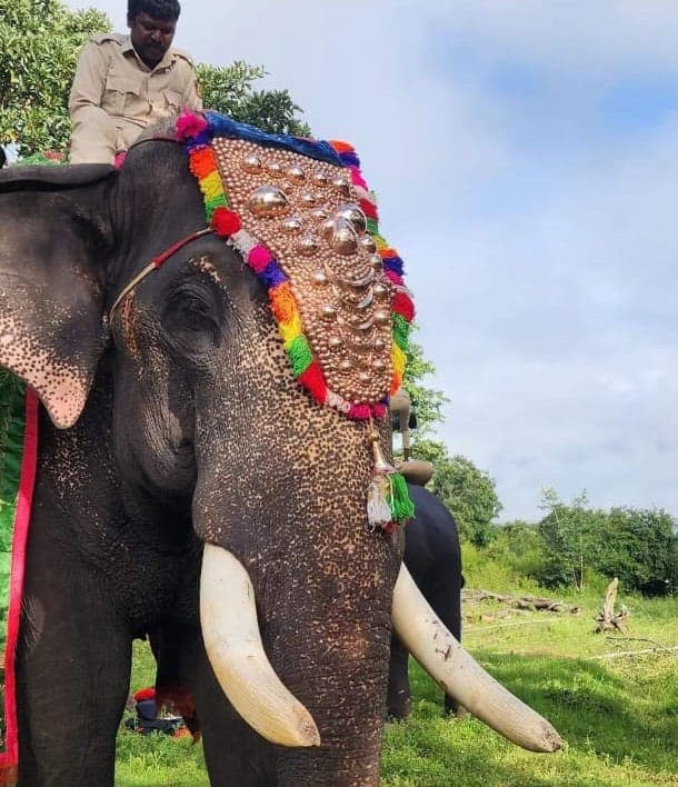Ekalavya Elephant: ಕಬ್ಬು-ಭತ್ತ ಕದ್ದು ತಿನ್ನಲು ಬಂದವನು ಇಂದು ದಸರಾ ಸ್ಟಾರ್ ...