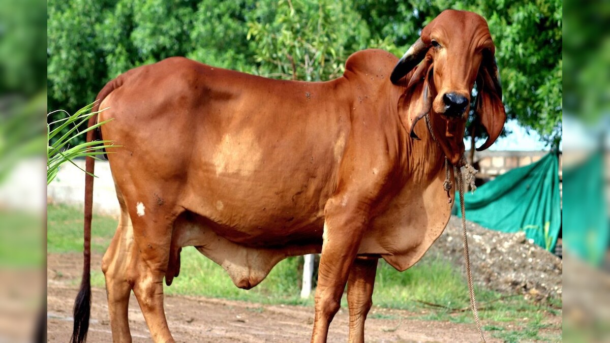 Gir Cows: ನಡೆದಾಡುವ ಬಂಗಾರ ಈ ಥಳಿಯ ಹಸುಗಳು! ಹಾಲು, ಮೊಸರು ತುಪ್ಪವಷ್ಟೇ ಅಲ್ಲ ...