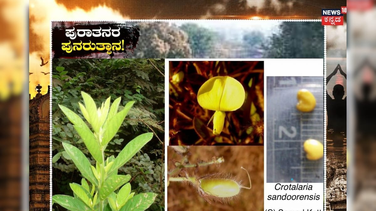Ancestors Rising: ಜಗತ್ತಿನ ಬೇರೆಲ್ಲೂ ಇರದ 'ರಾಮ ಸೆಣಬು' ಕರ್ನಾಟಕದ ಈ ಊರಿನ ...
