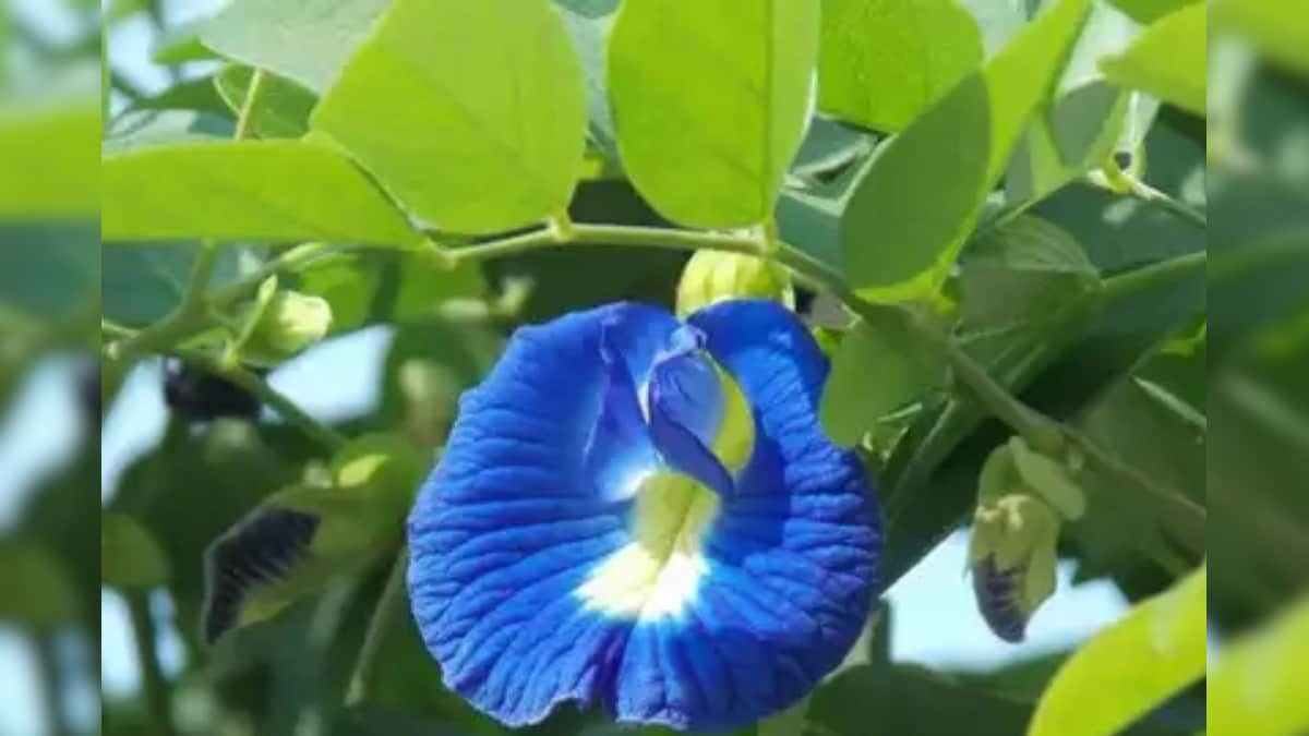 Aparajita Flower Benefits: ಈ ನೀಲಿ ಹೂವಿನಿಂದ ಮೈಗ್ರೇನ್‌ಗೆ ಮುಕ್ತಿ, ಚರ್ಮದ ...