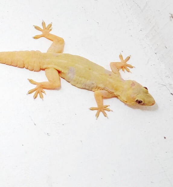 ದೀಪಾವಳಿ ಸಂದರ್ಭ ಮನೆಯಲ್ಲಿ ಹಲ್ಲಿ ನೋಡಿ, ಕೋಟ್ಯಾಧಿಪತಿ ಆಗೋದು ಗ್ಯಾರಂಟಿ! | Is it ...