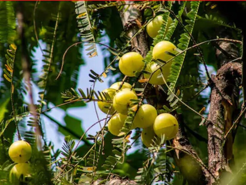 ಕಾರ್ತಿಕ ಮಾಸದಲ್ಲಿ ಈ ಮರವನ್ನೇ ಏಕೆ ಪೂಜಿಸಬೇಕು? ಇದರ ರಹಸ್ಯ ತಿಳಿದರೆ ಅಚ್ಚರಿ ...