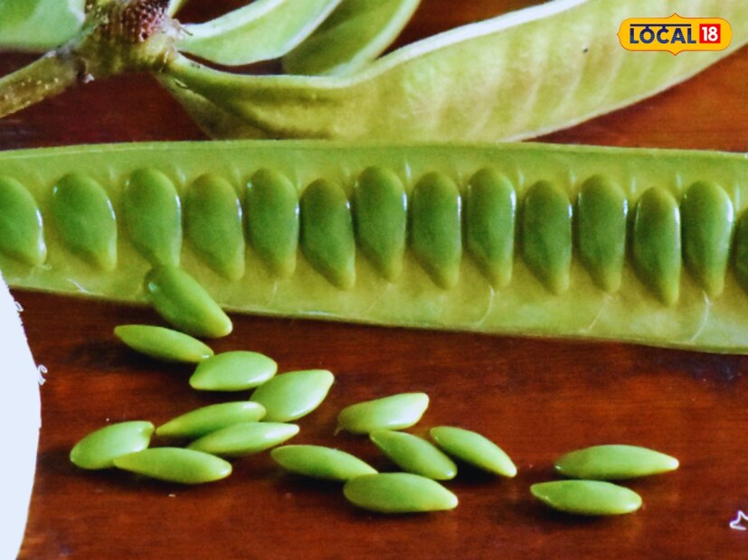 Babool Tree: ಈ ಮರದ ಕಾಯಿ ಕಂಡರೆ ತಕ್ಷಣ ಮನೆಗೆ ತಂದು ಬಿಡಿ; ಚಿನ್ನಕ್ಕಿಂತ ಹೆಚ್ಚು ...
