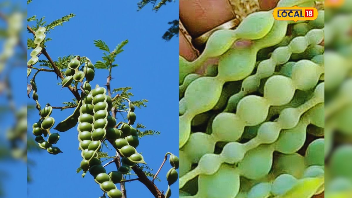 Babool Tree: ಈ ಮರದ ಕಾಯಿ ಕಂಡರೆ ತಕ್ಷಣ ಮನೆಗೆ ತಂದು ಬಿಡಿ; ಚಿನ್ನಕ್ಕಿಂತ ಹೆಚ್ಚು ...