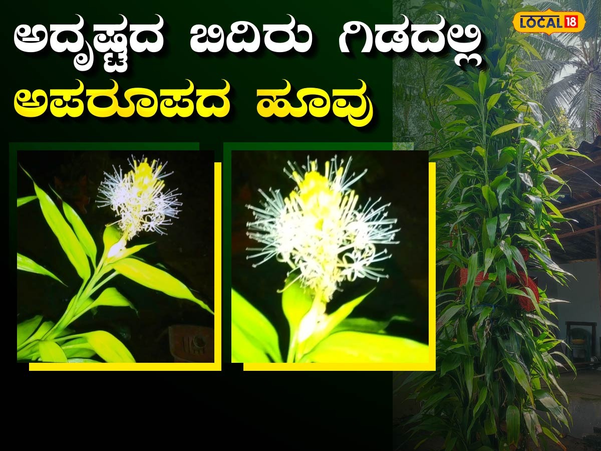 Dakshina Kannada: ಸುಳ್ಯದಲ್ಲಿ 14 ವರ್ಷಗಳ ಬಳಿಕ ಹೂ ಬಿಟ್ಟು ಅಚ್ಚರಿ ಮೂಡಿಸಿದ ...