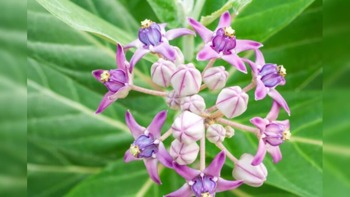 Aak Flower: ಔಷಧಿ ಗುಣಗಳಿರುವ ಈ ಹೂವನ್ನು ಪೂಜೆಗೆ ಬಳಸಲಾಗುತ್ತೆ! ಇದನ್ನು ...