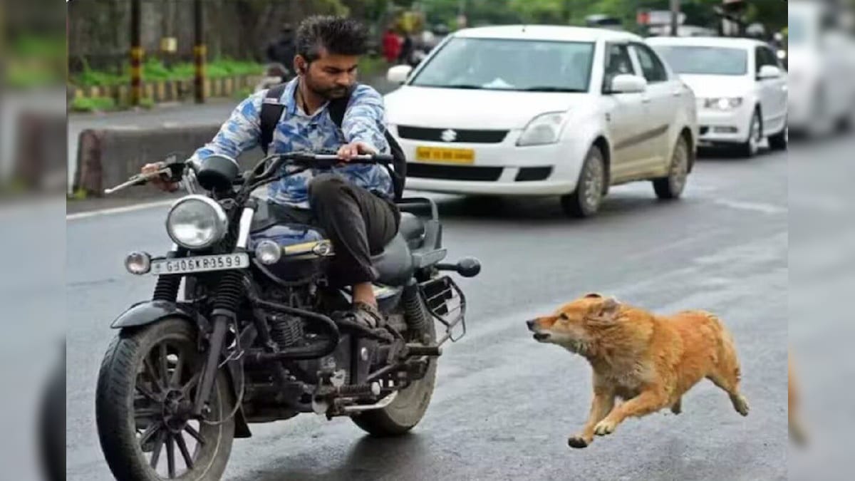 Trend: ಕಾರು-ಬೈಕ್ ಗಳ ಹಿಂದೆ ನಾಯಿಗಳು ಯಾಕೆ ಓಡುತ್ತವೆ ಗೊತ್ತಾ? 99% ಜನರಿಗೆ ಇದರ ...