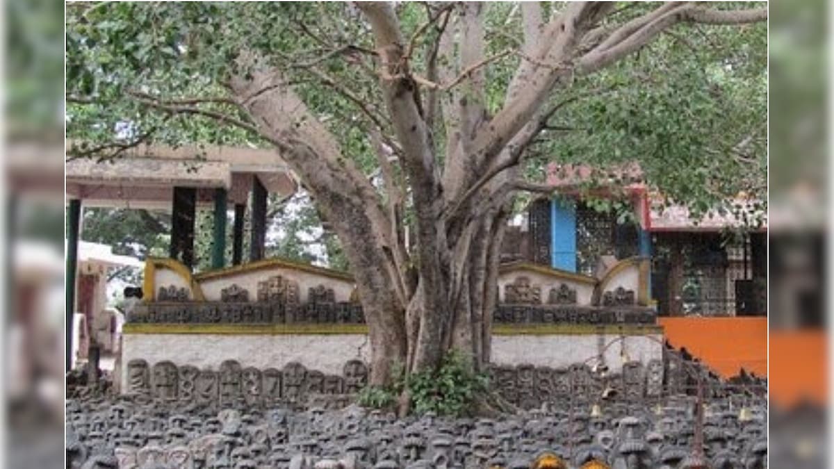 Peepal Tree: ನೀವು ಡೈಲಿ ಅರಳಿ ಮರಕ್ಕೆ ಪೂಜಿಸ್ತೀರಾ? ಇದರಿಂದ ಜೀವನದಲ್ಲಿ ಏನೆಲ್ಲಾ ...