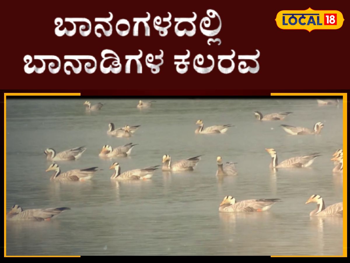 Gadaga: ಮಾಗಡಿ ಕೆರೆಯಲ್ಲಿ ಪಕ್ಷಿ ಲೋಕ ಸೃಷ್ಟಿ; ಬಾನಂಗಳದಲ್ಲಿ ವಿದೇಶಿ ಬಾನಾಡಿಗಳ ...