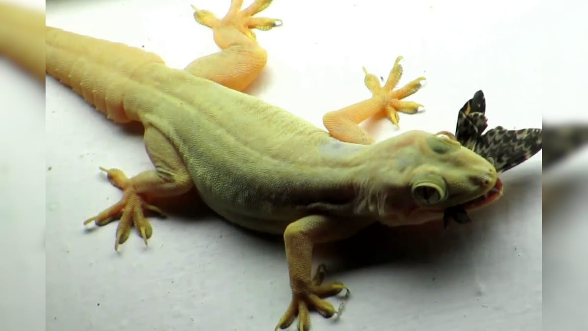 ಹಲ್ಲಿ ಕಚ್ಚಿದ್ರೆ ಏನಾಗುತ್ತೆ? ಹಲ್ಲಿ ಬಿದ್ದ ಆಹಾರ ತಿನ್ನಬಹುದಾ? | How to treat ...