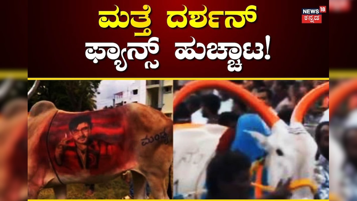 ಮತ್ತೆ ದರ್ಶನ್ ಫ್ಯಾನ್ಸ್ ಹುಚ್ಚಾಟ! ಸಂಕ್ರಾಂತಿ ಹಸುಗಳ ಮೇಲೆ ಕೈದಿ ನಂ.511 ಅಂತ ...