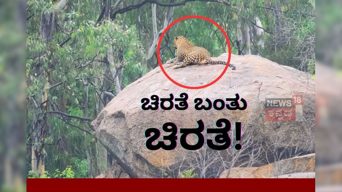 Leopard: ಬೆಂಗಳೂರಿಗರೇ ಎಚ್ಚರ, ಎಚ್ಚರ! ಶುರುವಾಯ್ತು ಚಿರತೆ ಹಾವಳಿ, ರಾಜಧಾನಿ ...