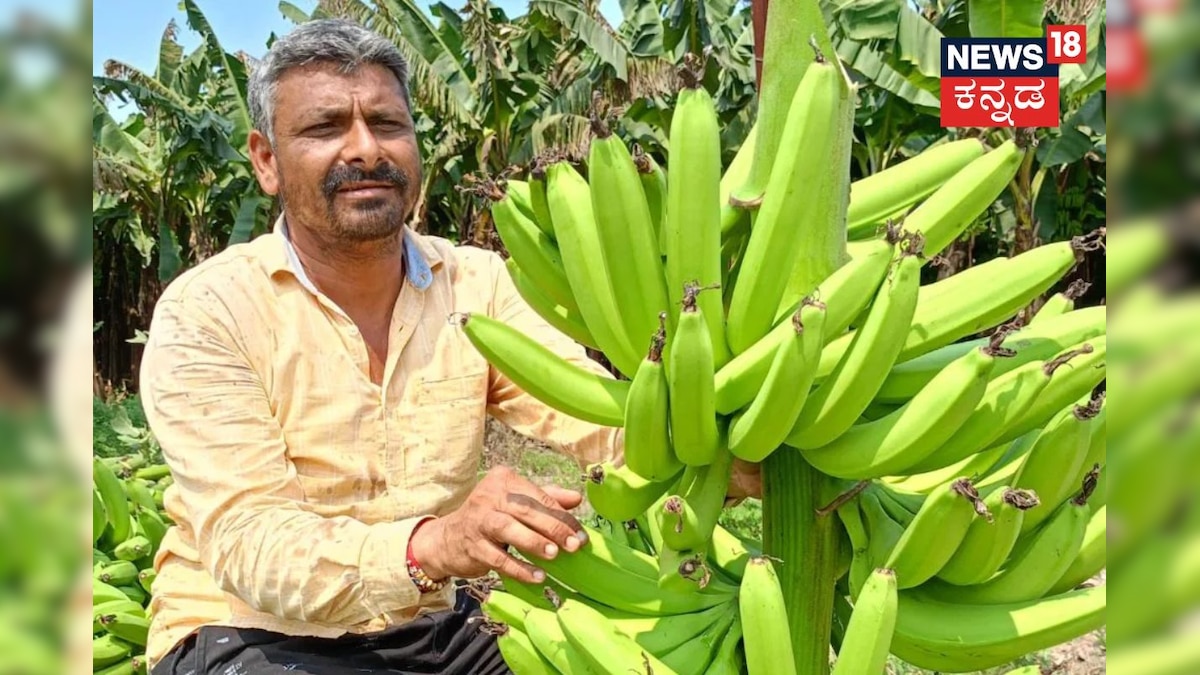 Banana Cultivation: ಹೈಟೆಕ್ ಬಾಳೆ ಕೃಷಿ ಮಾಡಿ ವರ್ಷಕ್ಕೆ 50-60 ಲಕ್ಷ ರೂಪಾಯಿ ...