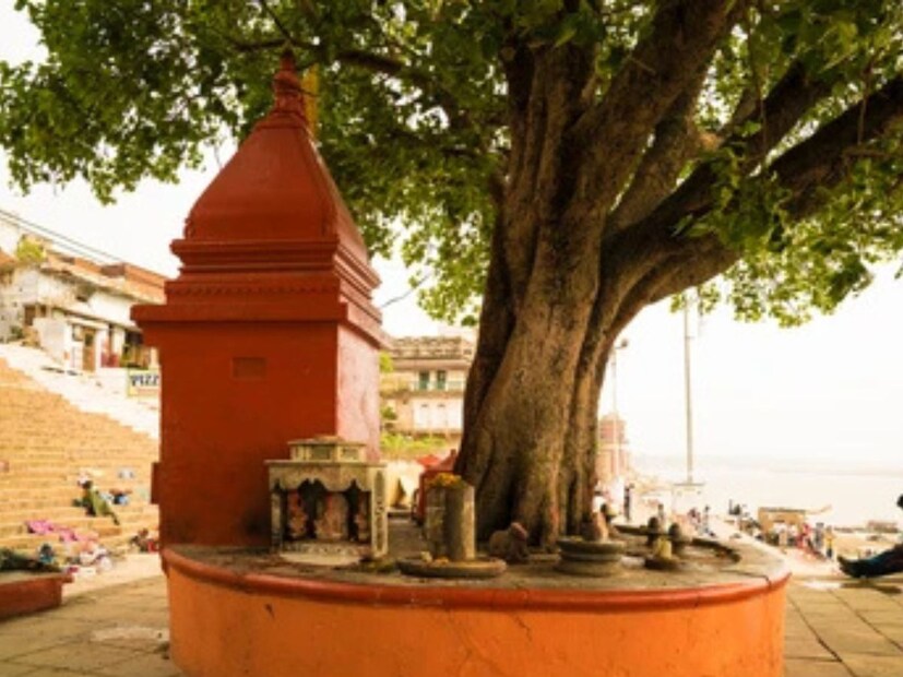 ಅರಳಿ ಮರದ ಎಲೆಗಳಿಂದ ಸಿಗುವ ಆರೋಗ್ಯ ಪ್ರಯೋಜನ ಅಷ್ಟಿಷ್ಟಲ್ಲ; ತಿಳಿದ್ರೆ ...