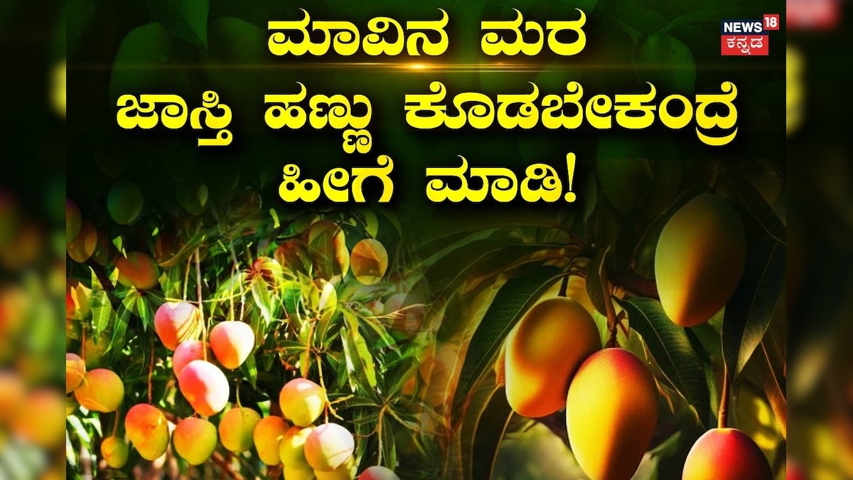Mango Yield Tips: ಮಾವಿನ ಮರ ಚೆನ್ನಾಗಿ ಹೂ ಬಿಡಬೇಕಾ? ಹಾಗಾದ್ರೆ ಈ ಪೌಡರ್ ...
