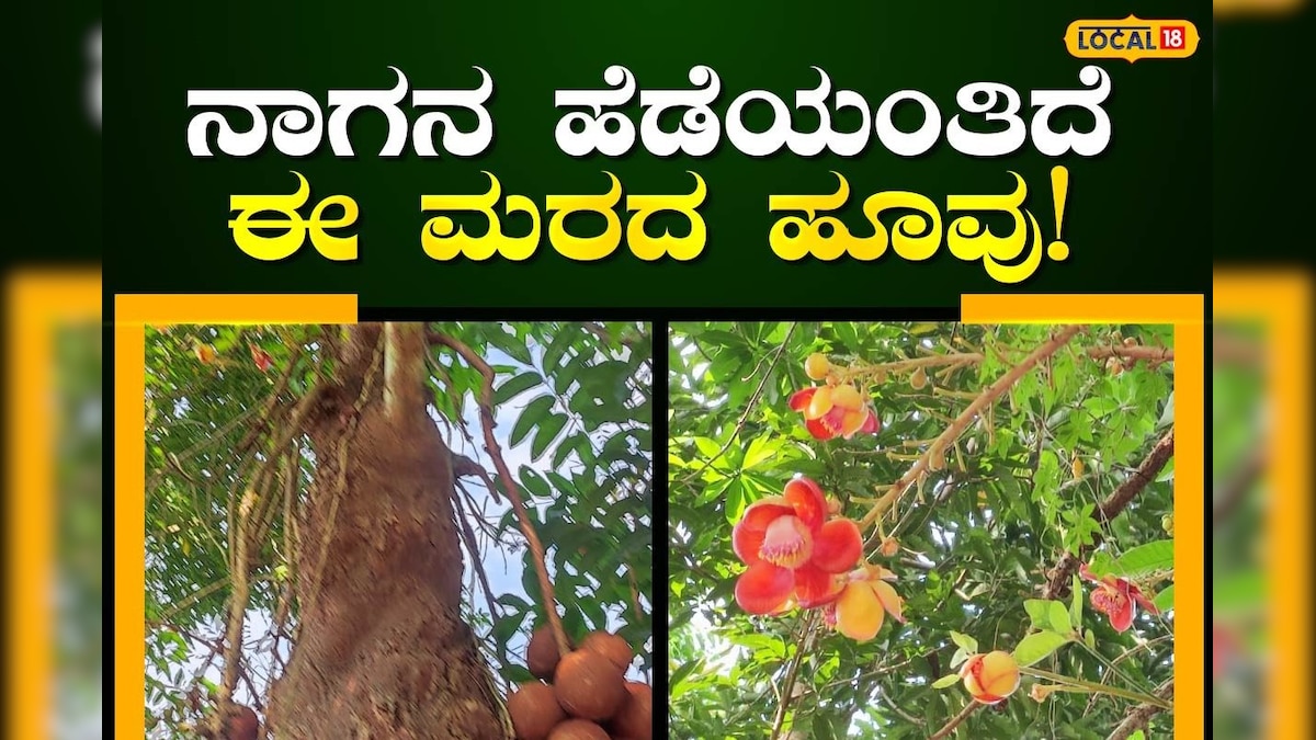 Dakshina Kannada: ಬಹು ಉಪಕಾರಿ ಈ ನಾಗಸಂಪಿಗೆ ಮರ- ನಾನಾ ರೋಗಗಳಿಗೆ ರಾಮಬಾಣ ...