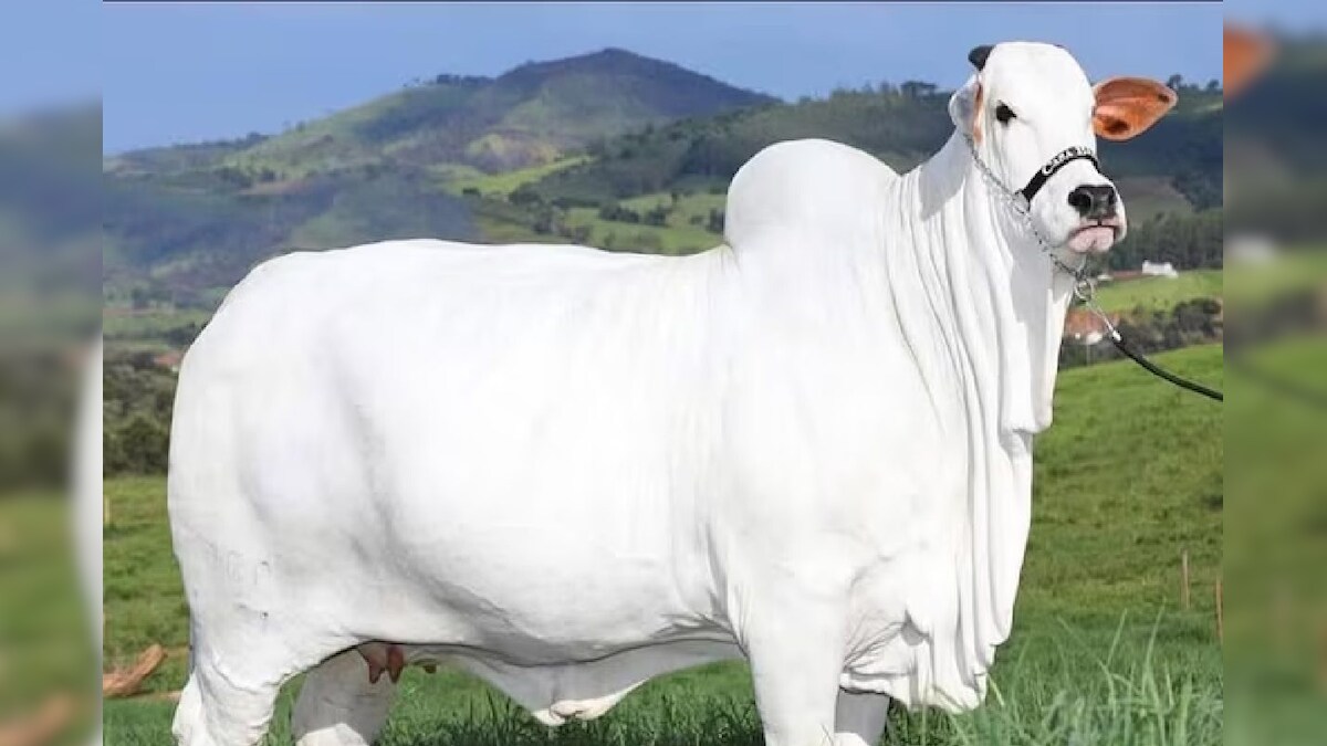 Expensive Cow: ಭಾರತದ ಈ ತಳಿ ಹಸುವಿಗೆ ದುಬಾರಿ ಬೆಲೆ! ಬಡವರು ಬಿಡಿ ...