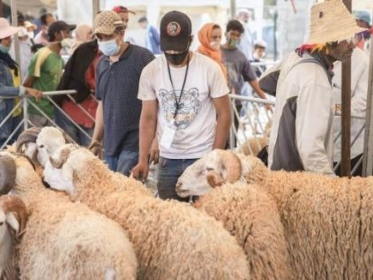 Bakrid 2025: ಮುಸ್ಲಿಂ ರಾಷ್ಟ್ರದಲ್ಲೇ ಕುರಿ ಬಲಿ ನಿಷೇಧ! ಬಕ್ರೀದ್ ಗೆ ಬಲಿ ...
