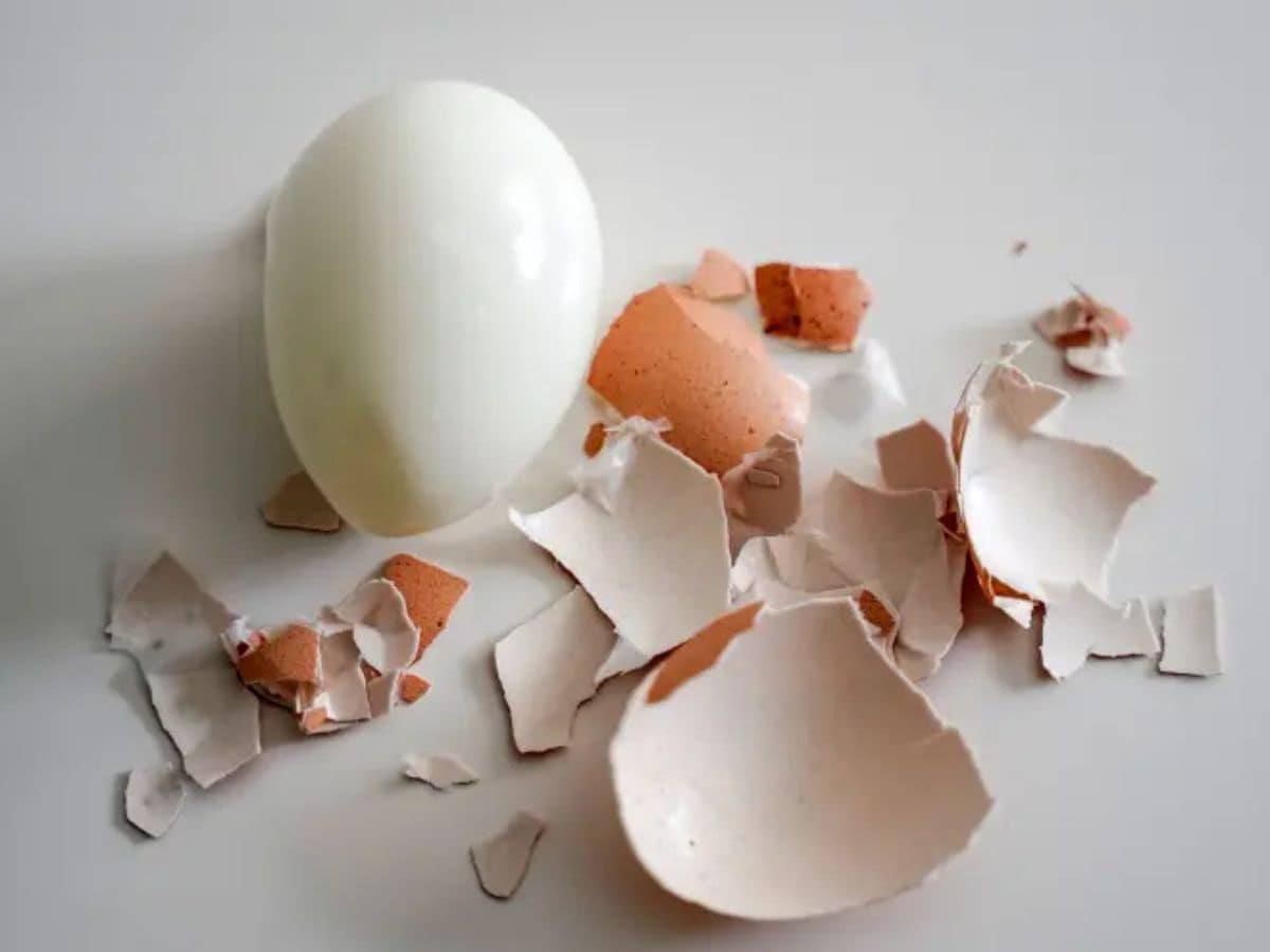 ಮೊಟ್ಟೆಯ ಚಿಪ್ಪು ವೇಸ್ಟ್ ಅಂತ ಡಸ್ಟ್‌ಬೀನ್‌ಗೆ ಎಸೆಯುತ್ತೀರಾ? ಅದರ ಬದಲು ನಿಮ್ಮ ಕೂದಲಿಗೆ ಈ ರೀತಿ ಬಳಸಿ ...