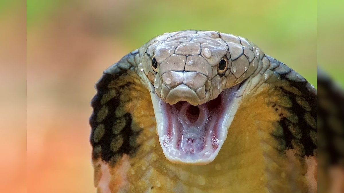 Snake Bite: ಹಾವು ದೇಹದ ಯಾವ ಭಾಗಕ್ಕೆ ಹೆಚ್ಚು ಕಚ್ಚುತ್ತದೆ ಗೊತ್ತಾ? ಅದು ...