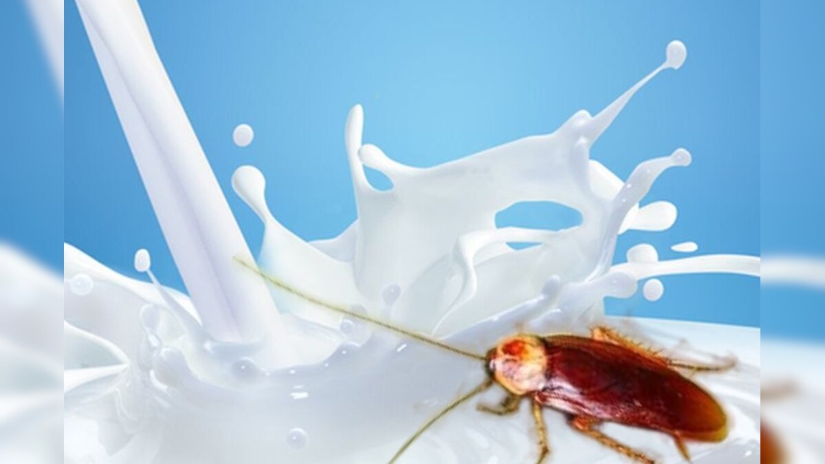 Cockroach Milk: ಇನ್ಮುಂದೆ ಜಿರಳೆ ಹಾಲಿಗೂ ಡಿಮ್ಯಾಂಡಪ್ಪೋ ಡಿಮ್ಯಾಂಡ್! ಹಸುವಿನ ...