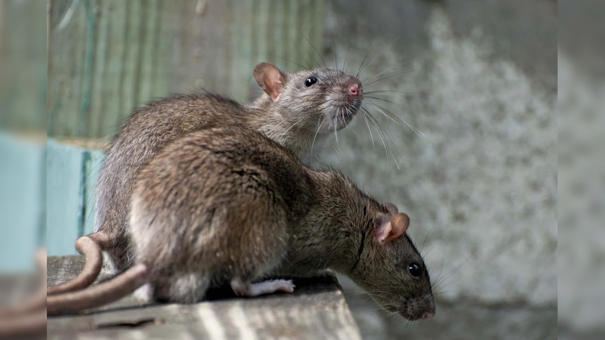 Rat Repellent Plant: ಮನೆಯಲ್ಲಿ ಇಲಿ ಕಾಟನಾ? ಈ ಗಿಡಗಳನ್ನು ಅಂಗಳದಲ್ಲಿ ನೆಡಿ ...