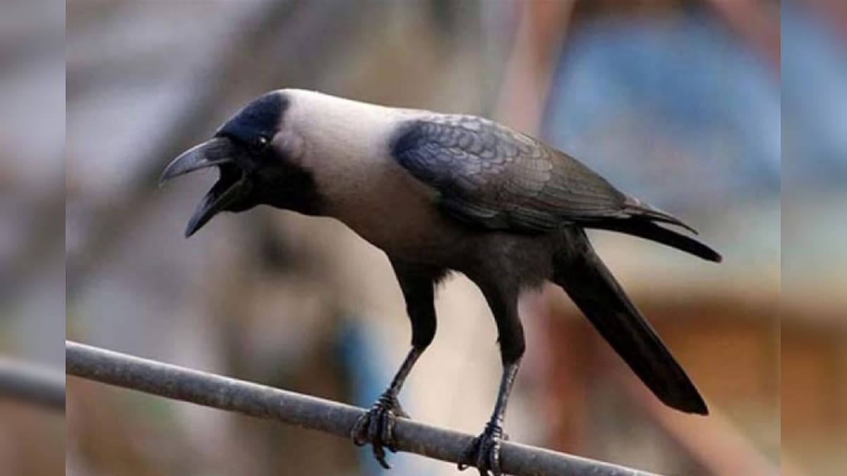 Crow: ಭಯ ಪಡಿಸಿದವರೂ ತಲೆಯಿಂದ ಹೋಗುವುದೇ ಇಲ್ಲ! ಕಿಲಾಡಿ ಕಾಗೆಗಳ ಬಗ್ಗೆ ಇಲ್ಲಿದೆ ...
