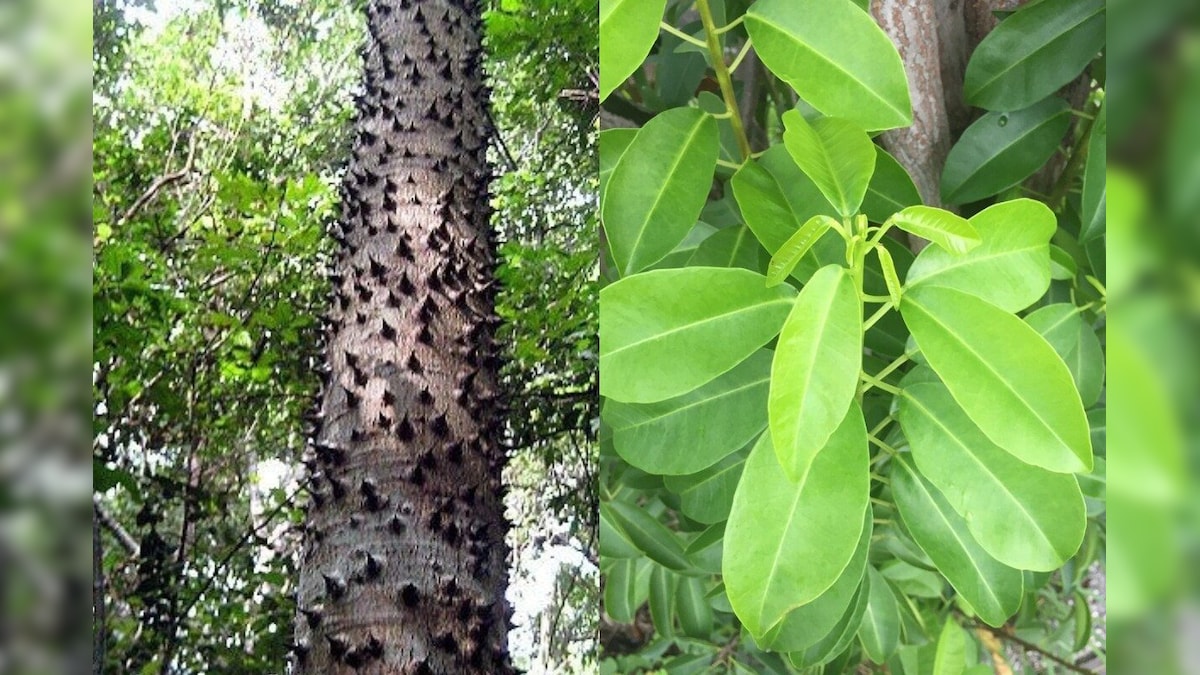 Poisonous Trees: ಈ ಮರಗಳನ್ನು ಮುಟ್ಟಿದ್ರೆ ಸಾಯುತ್ತಾರೆ! ವಿಷಕಾರುವ 7 ವೃಕ್ಷಗಳು ...