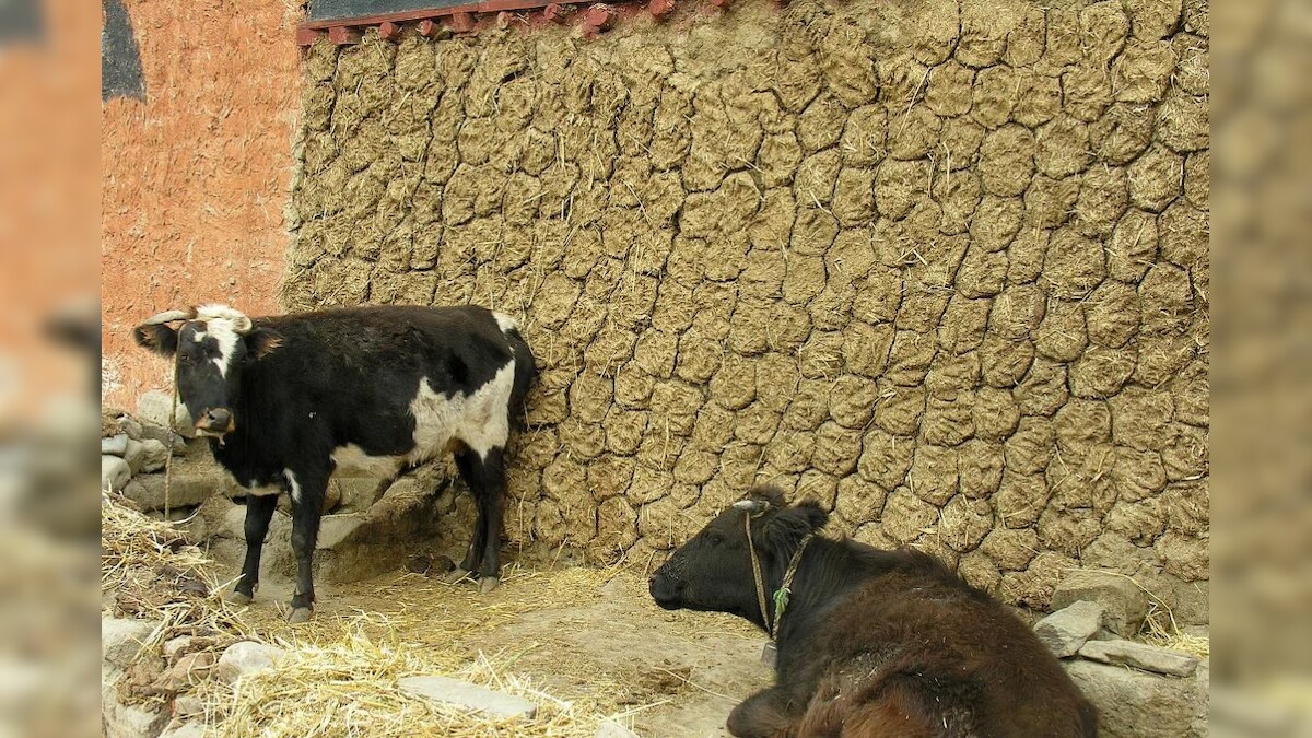 India Cow Dung: ಭಾರತೀಯ ಹಸುವಿನ ಸಗಣಿಗೆ ಕೋಟಿ ಕೋಟಿ ಡಿಮ್ಯಾಂಡ್ ! ಖರೀದಿಗೆ ...