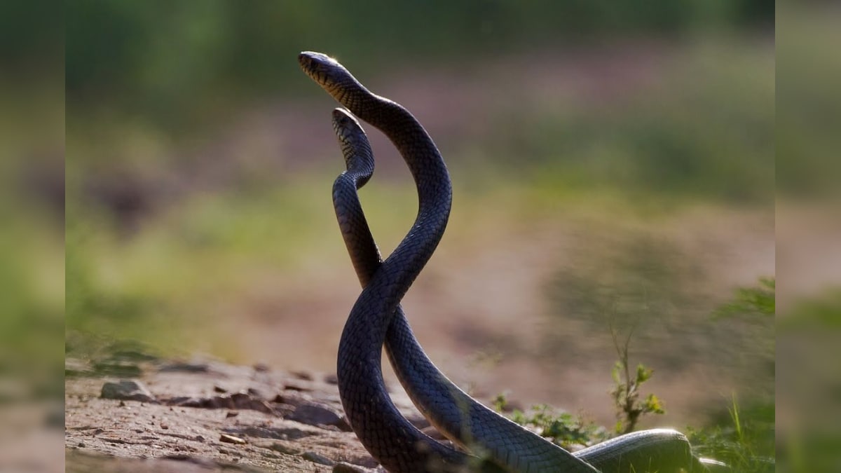 ಹಾವುಗಳ ಮಿಲನ ಮಹೋತ್ಸವ ನೋಡಿದ್ದೀರಾ? ಇದು ಕೆಟ್ಟದ್ದಾ? ಒಳ್ಳೆಯದಾ? | astro-tips ...