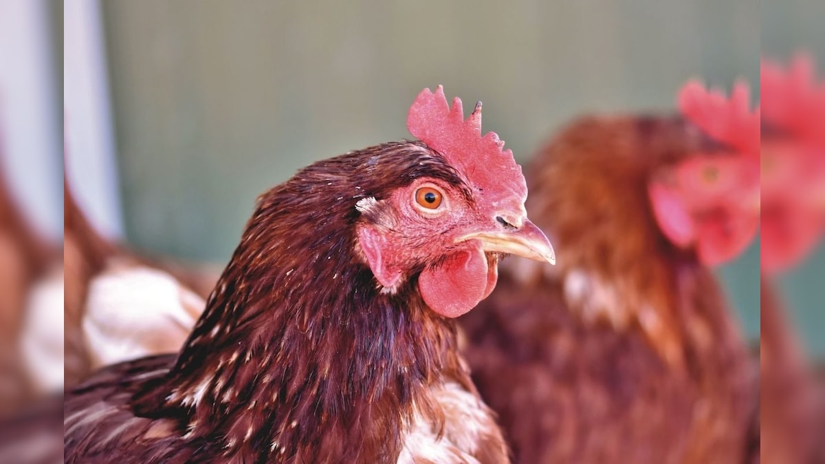 Fact: 10000 ವರ್ಷಗಳ ಹಿಂದೆ ಭಾರತಕ್ಕೆ ಎಲ್ಲಿಂದ ಬಂದ್ವು ಗೊತ್ತಾ ಕೋಳಿಗಳು? ಅವುಗಳ ...