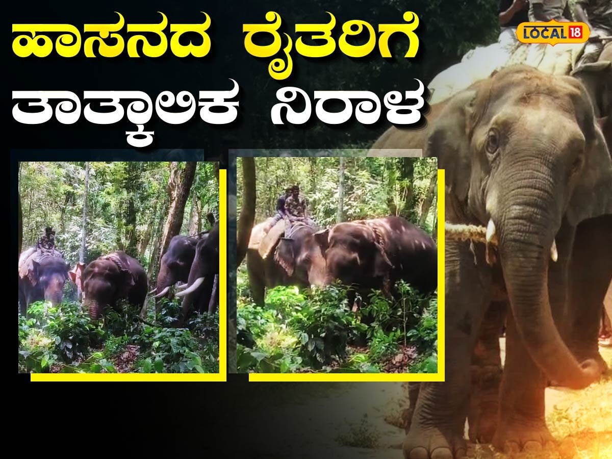 Hassan: ‘ಅಡಕ-ಬಡಕ’ ಹೆಸರಿನ ಪುಂಡಾನೆ ಸೆರೆ; ಹಾಸನದ ಕಾಡಾನೆ ಕಾಟಕ್ಕೆ ತಾತ್ಕಾಲಿಕ ...