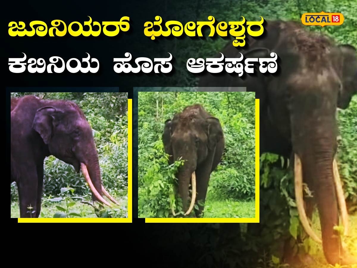 Mysuru : ಮಳೆಯಲ್ಲಿಯೂ ದರ್ಶನ ನೀಡಿದ ಜೂನಿಯರ್ ಭೋಗೇಶ್ವರ | Junior Bhogeshwara ...