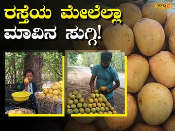 Uttara Kannada: ಚಿನ್ನದ ಬಣ್ಣಕ್ಕೆ ತಿರುಗಿದ ಮುಂಡಗೋಡು- ಶಿರಸಿಯ ಹೆದ್ದಾರಿ ...