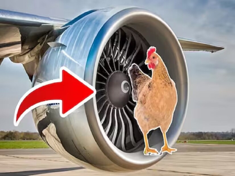 Flight Engine:ವಿಮಾನ ಟೇಕಾಫ್‌‌ಗೂ ಮುನ್ನ ಇಂಜಿನ್‌ಗೆ ಸತ್ತ ಕೋಳಿ ಎಸೆಯೋದ್ಯಾಕೆ ...