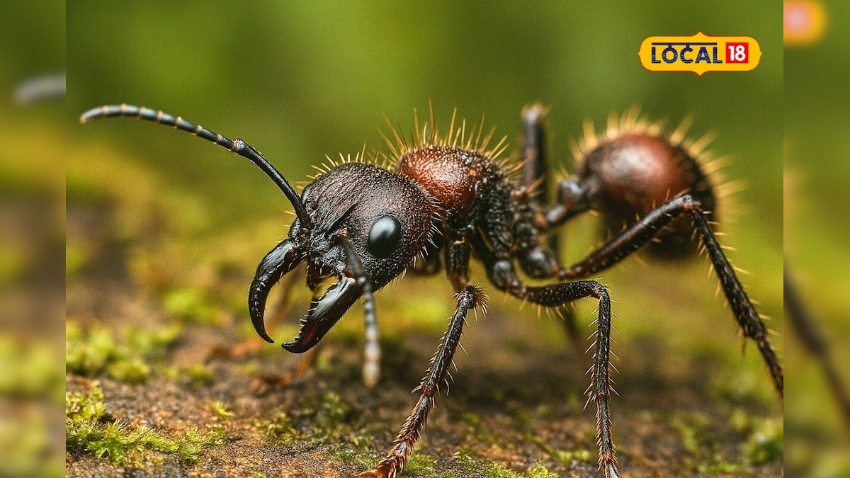 ಈ ಇರುವೆಗಳು ಹಾವು, ಚೇಳುಗಳಿಗಿಂತ ಡೇಂಜರ್; ಒಂದಲ್ಸ ಕಚ್ಚಿದ್ರೆ ಸಾಕು, ಜೀವ ಬಾಯಿಗೆ ...