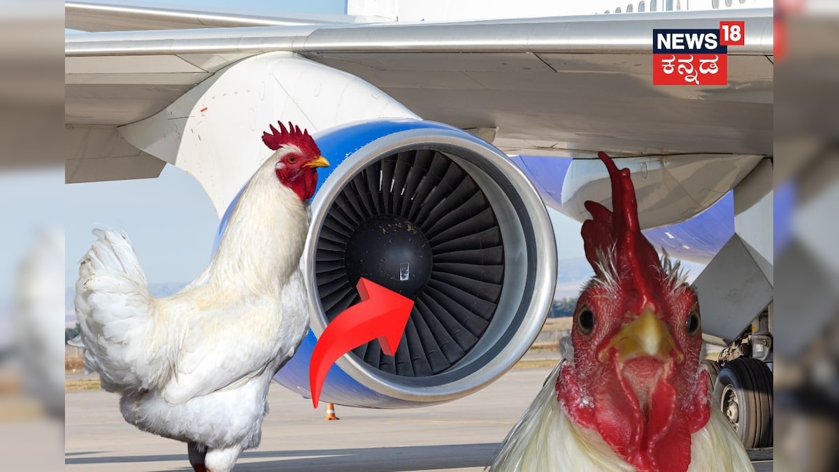 Flight Engine:ವಿಮಾನ ಟೇಕಾಫ್‌‌ಗೂ ಮುನ್ನ ಇಂಜಿನ್‌ಗೆ ಸತ್ತ ಕೋಳಿ ಎಸೆಯೋದ್ಯಾಕೆ ...