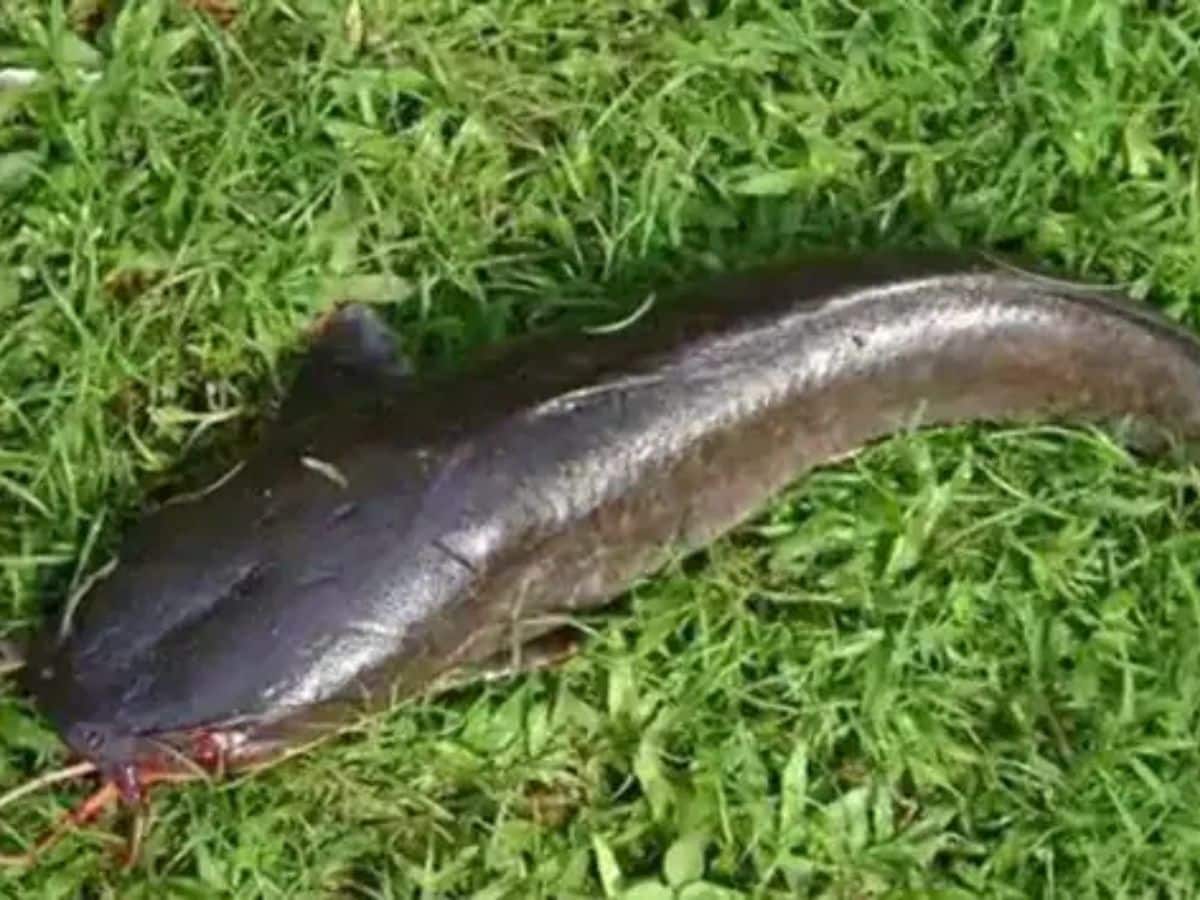 Thai Mangur Fish: ಕ್ಯಾನ್ಸರ್‌ಗೆ ಕಾರಣವಾಗಿರುವ ಅಪಾಯಕಾರಿ ಮೀನು ಯಾವುದು? ಇದನ್ನು ...