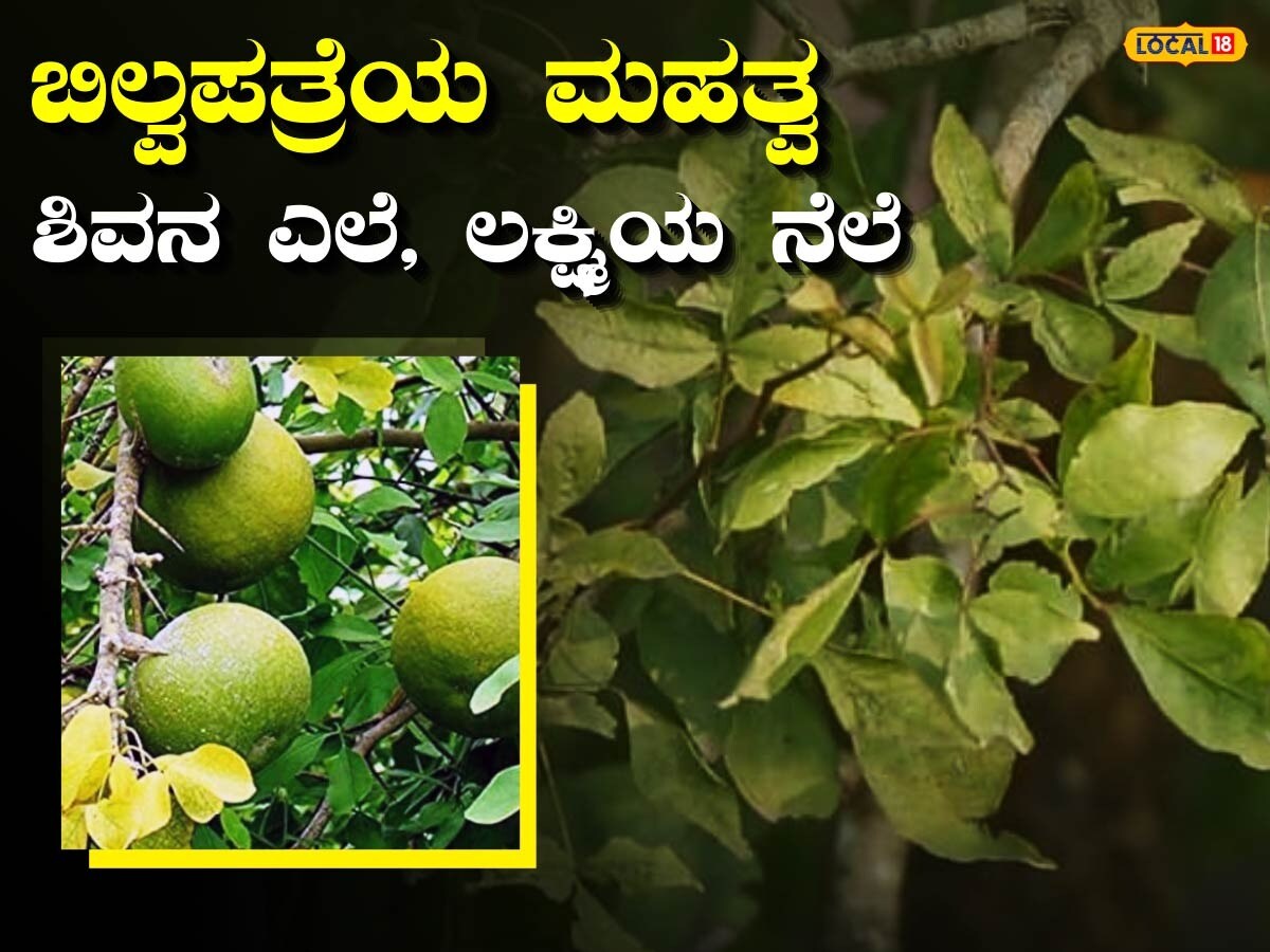 Bilva Patra: ಶಿವನಿಗೆ ಪ್ರಿಯ, ಆರೋಗ್ಯಕ್ಕೆ ವರದಾನ ಈ ಬಿಲ್ವಪತ್ರೆ; ಇಲ್ಲಿದೆ ...