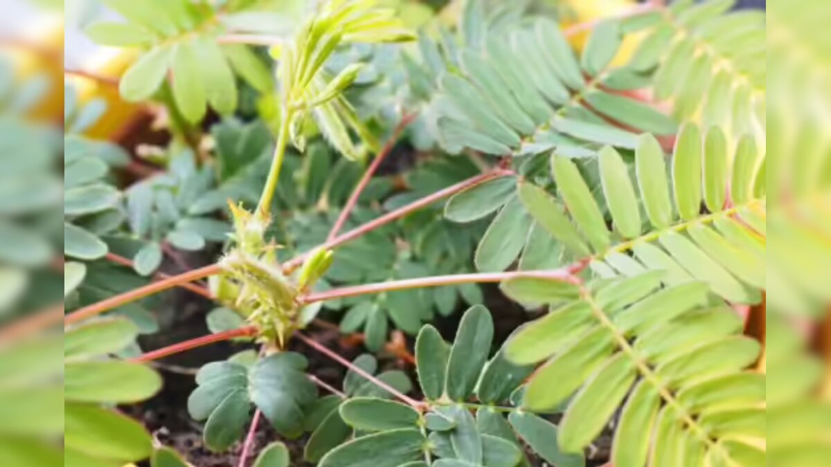 Shani Blessing: ಶನಿ ದೇವರ ಆಶೀರ್ವಾದ ಬೇಕೇ? ಈ ದಿನ ಶಮಿ ಗಿಡದಿಂದ ದೂರವಿರಿ! ಕಾರಣ ...