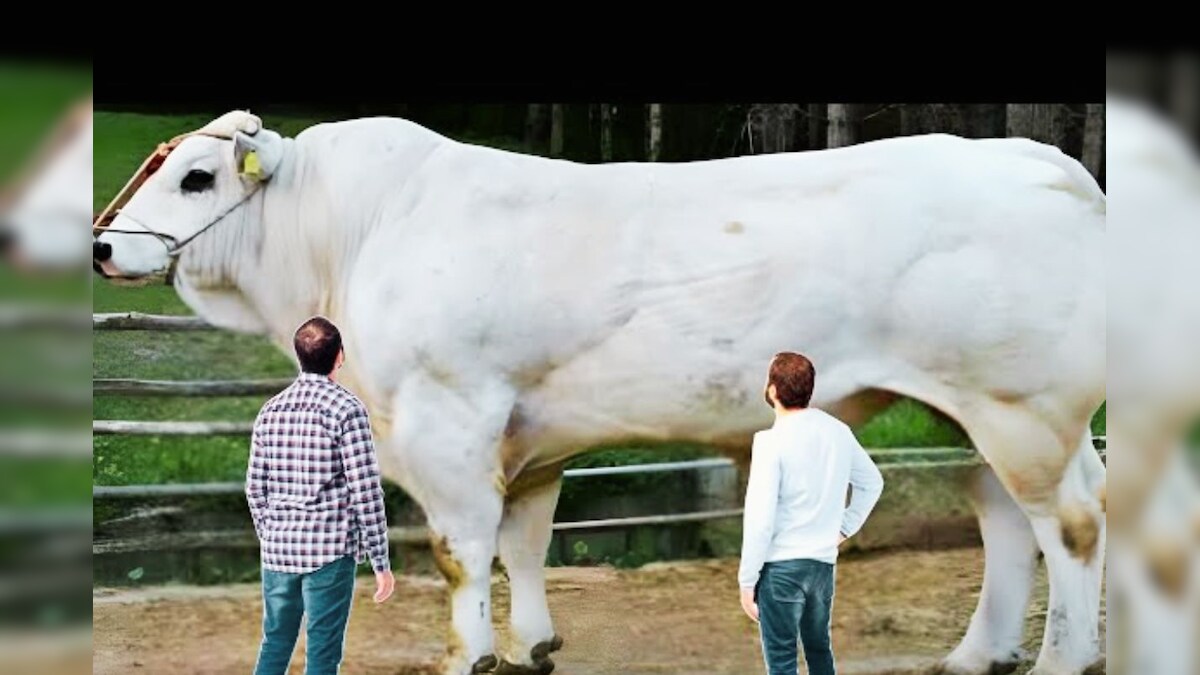 Largest Cows: ಆನೆಗಳಲ್ಲ, ಇವು ಹಸುಗಳು! ಇವುಗಳ ಗಾತ್ರ ನೋಡಿದ್ರೆ ನೀವು ಬೆಚ್ಚಿ ...