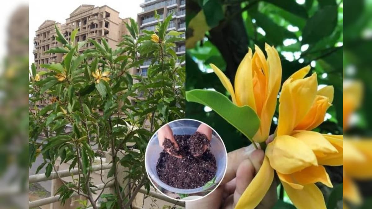 ವರ್ಷ ಪೂರ್ತಿ ಕುಂಡದಲ್ಲಿ ಸಂಪಿಗೆ ಹೂ ಅರಳುತ್ತಲೇ ಇರಬೇಕಾ? ಹಾಗಾದ್ರೆ ಹೀಗೆ ಬೆಳೆಸಿ ...