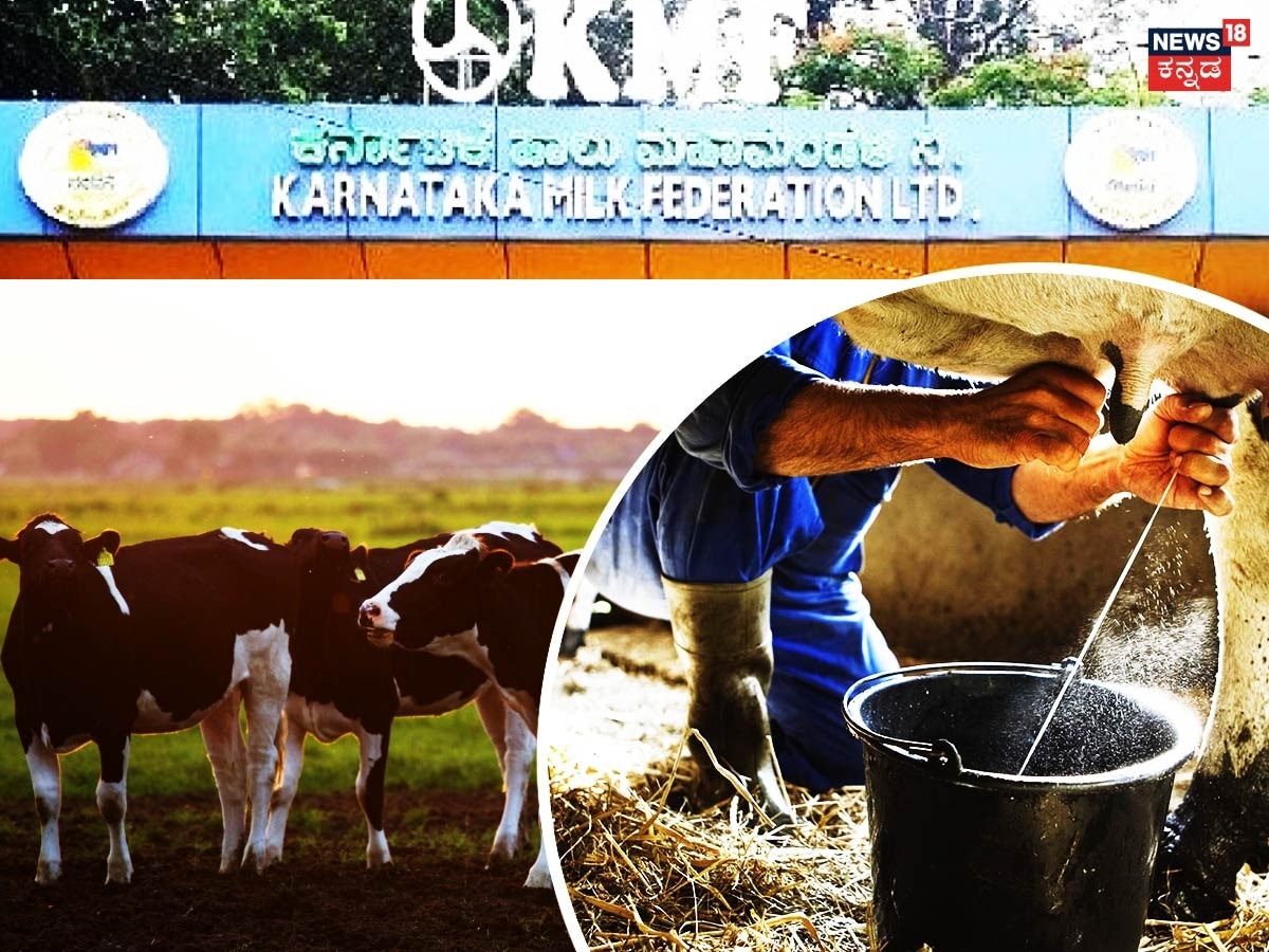 KMF: ಕೆಎಂಎಫ್ ನಲ್ಲಿ ಹೊಸ ದಾಖಲೆ; ನಿತ್ಯ ಕೋಟಿ ಲೀಟರ್ ಹಾಲು ಸಂಗ್ರಹ! / KMF Makes ...