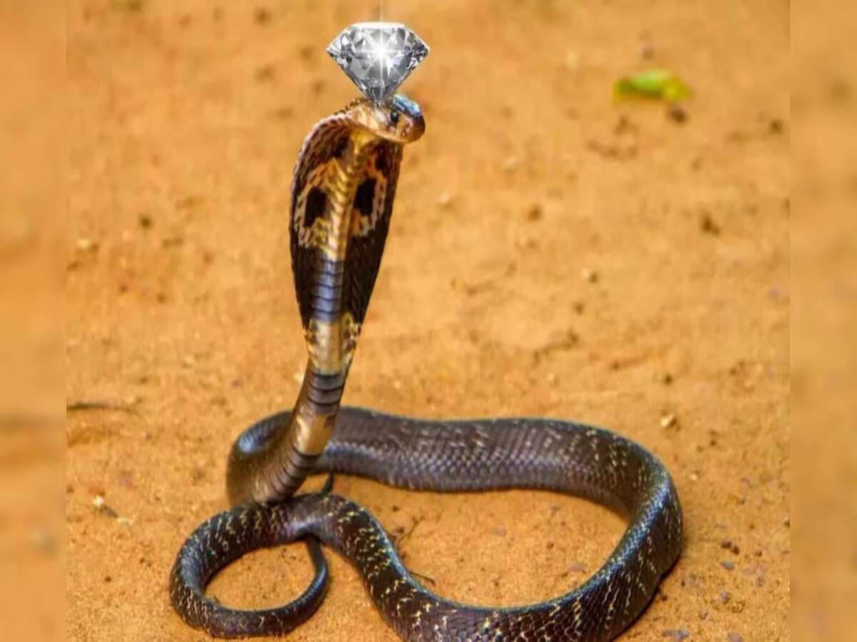 Cobra Pearls: ನಾಗರಹಾವುಗಳು ನಿಜಕ್ಕೂ ನಾಗಮಣಿ ಹೊಂದಿವೆಯಾ? ಸೈನ್ಸ್ ಹೇಳೋದೇನು ...