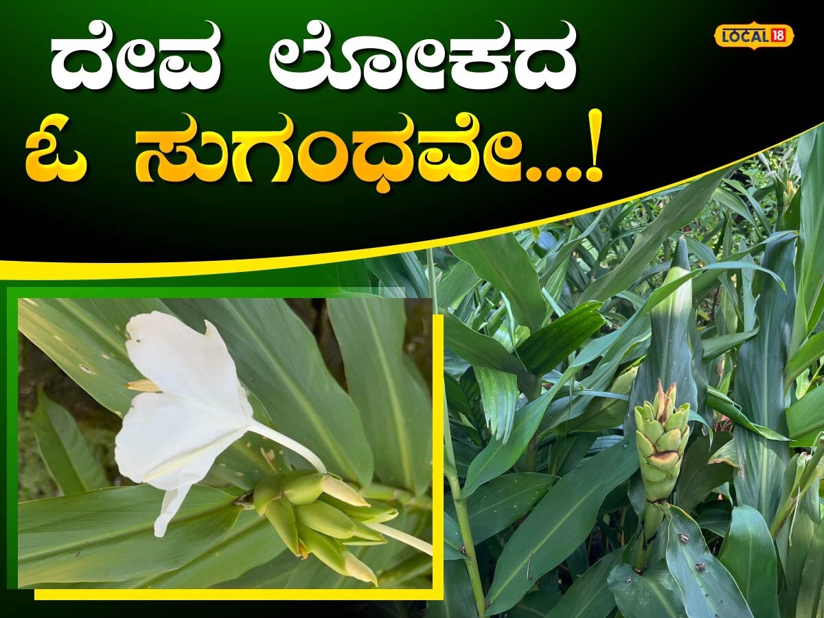 Mystery Flower: ಹಿಮಾಲಯಕ್ಕೂ ತುಳುನಾಡಿಗೂ ಸಂಬಂಧ ಕಲ್ಪಿಸುವ ಈ ಹೂವು ʼಕುಬೇರನ ...